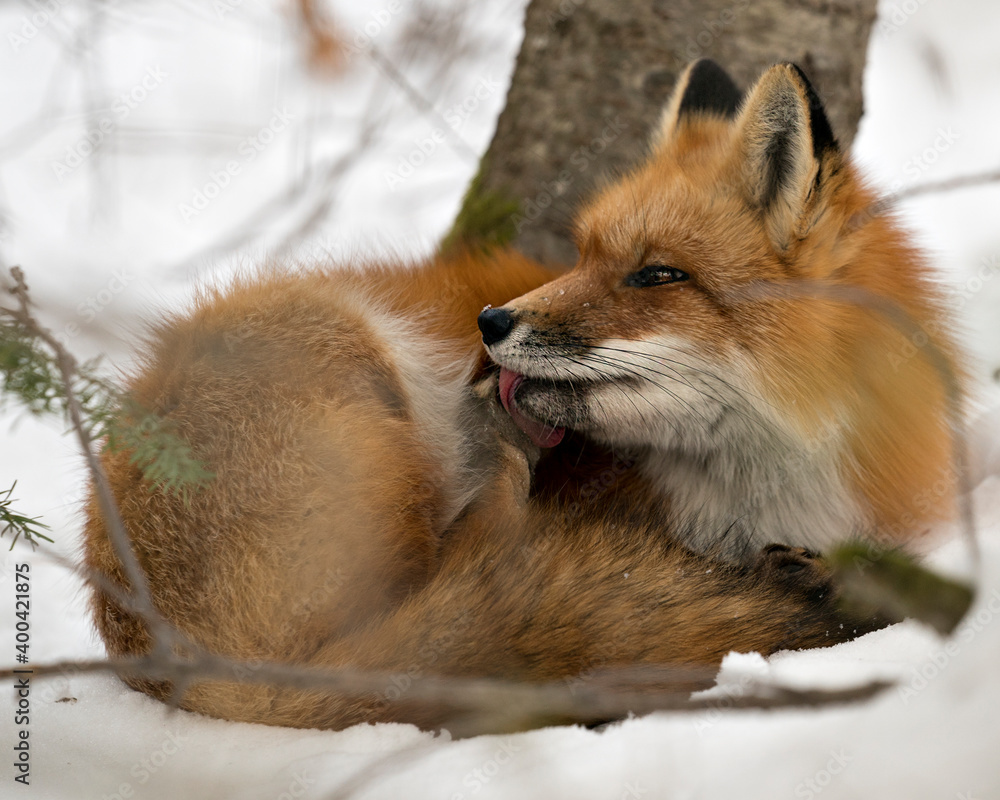 Fox In Snow Up Close