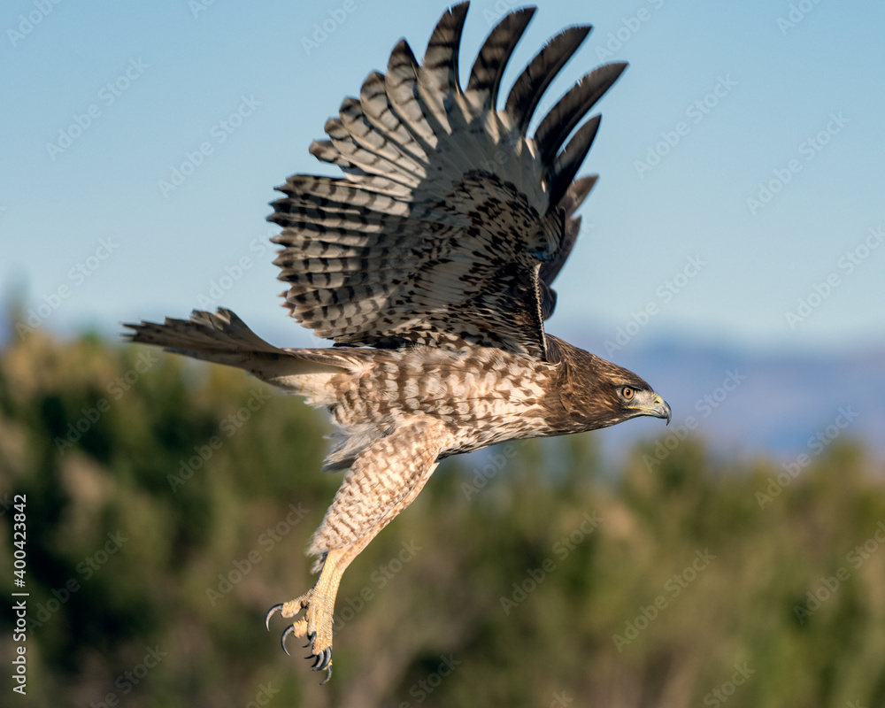 Juvenile Coopers Hawk flapping stripped colored wings during take off ...