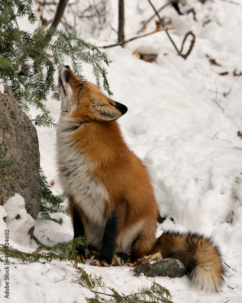 Fox In Snow Up Close
