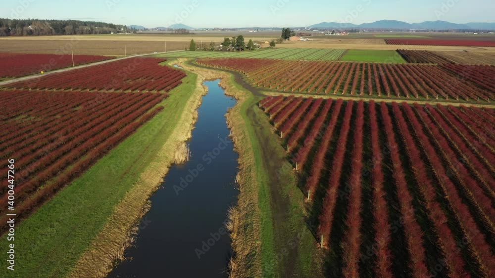 Colorful Blueberry Fields in the Skagit Valley. Where the rich soils ...
