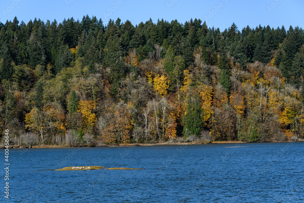 Fall color, hillside forest of evergreen trees and deciduous trees, as ...