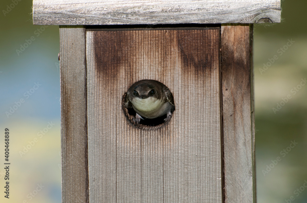 Female Tree Swallow peeking out of her nesting box. Stock Photo | Adobe ...