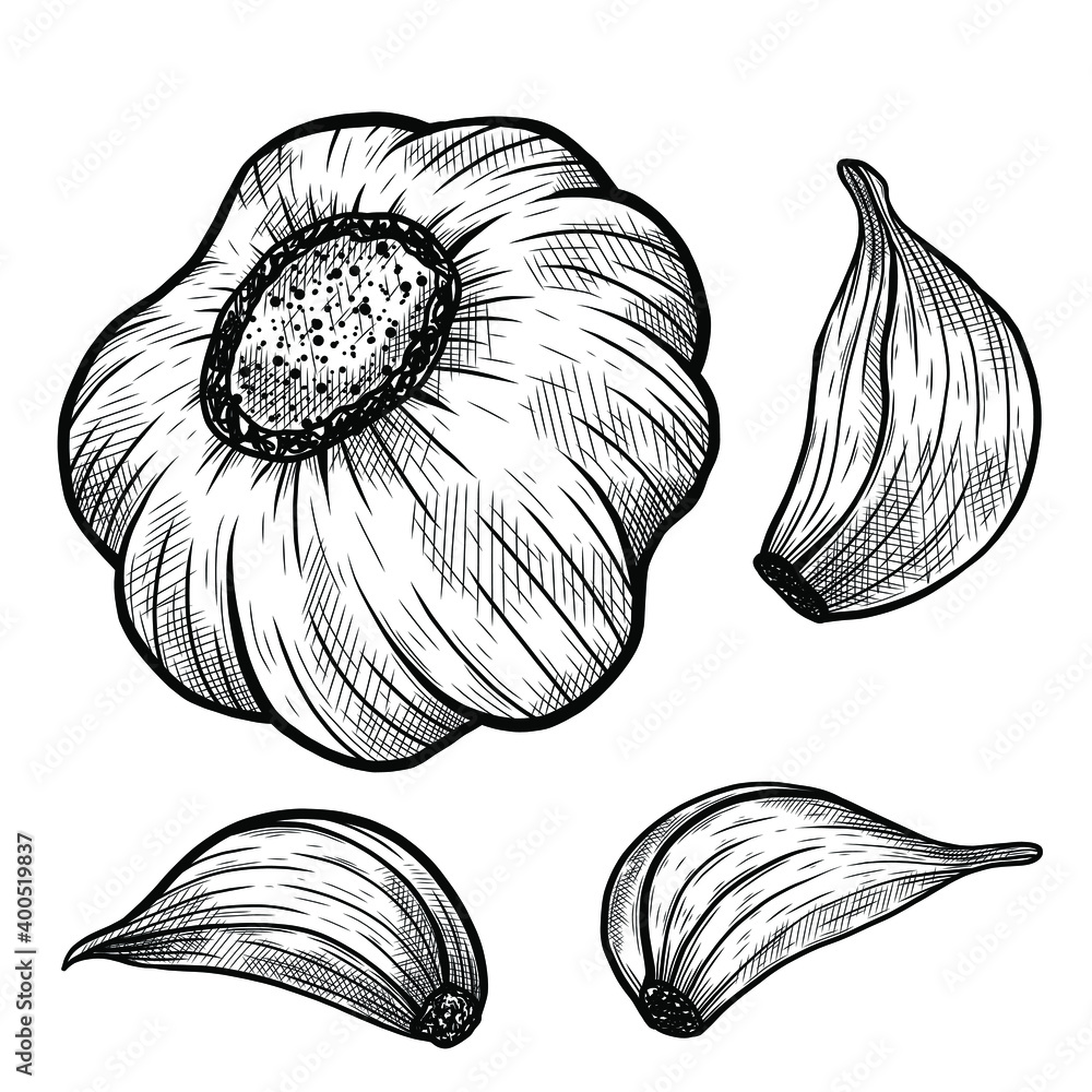 Vector sketch illustration of garlic set drawing isolated on white ...