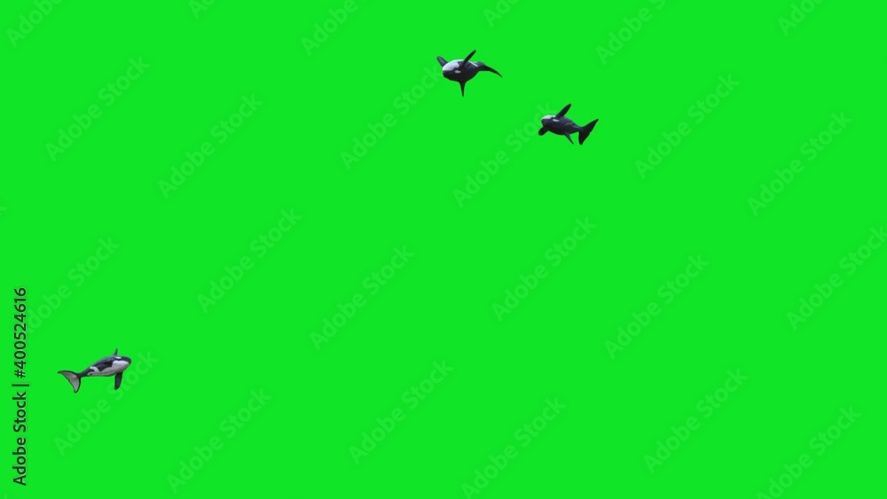 Group of Orca Killer Whale Swim Green Screen 3D Rendering Animation 4K ...