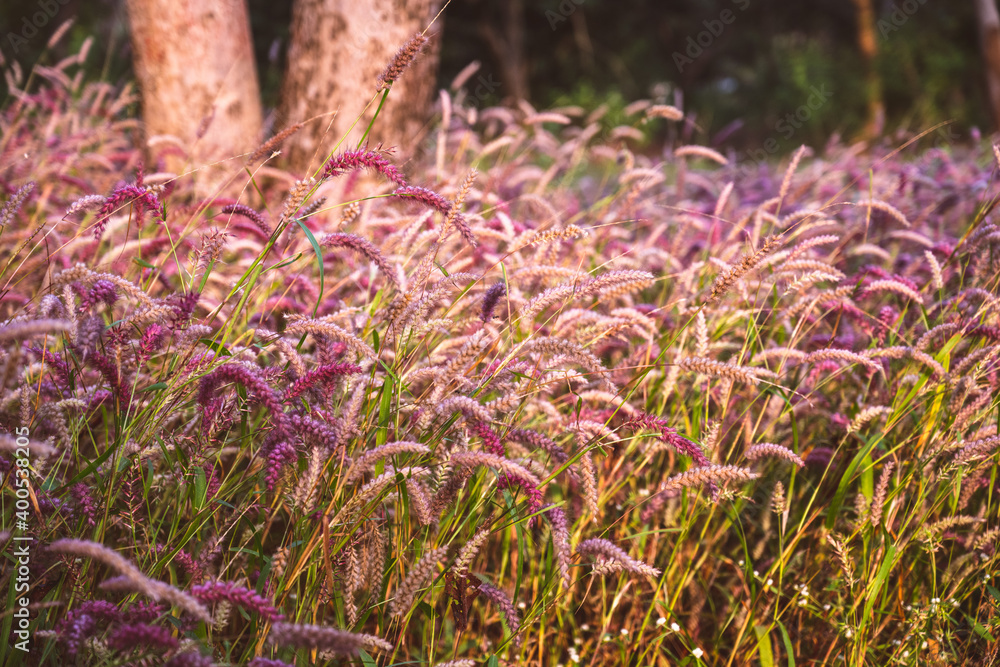 pink grass meadow wallpaper bakground Stock Photo | Adobe Stock