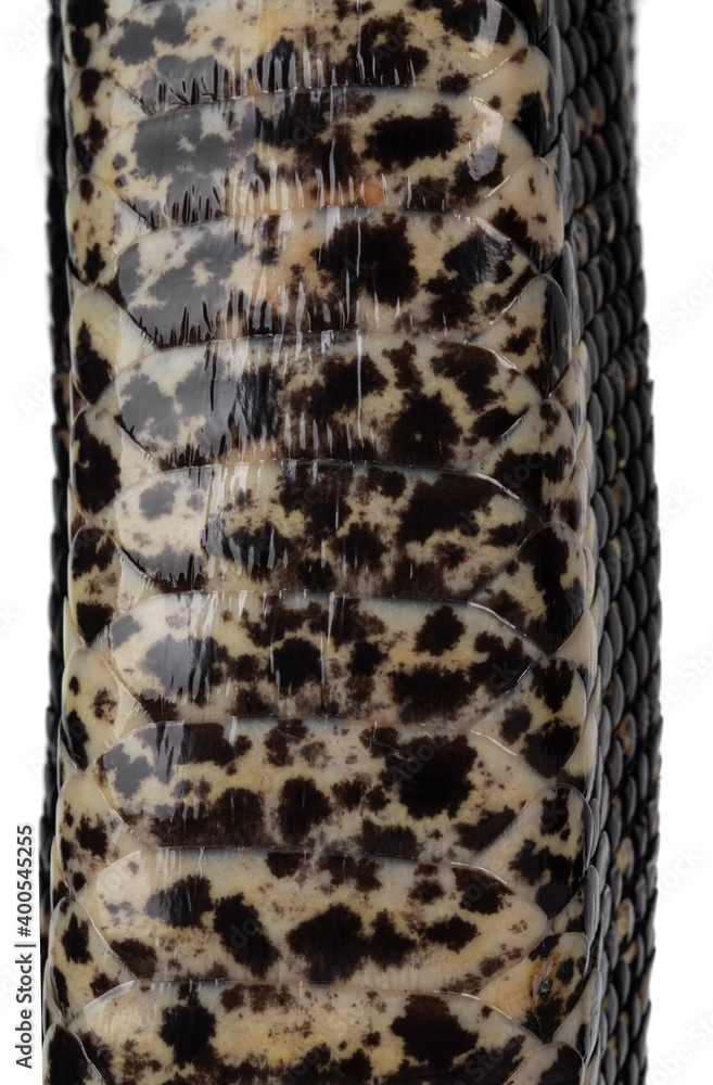 Detail of Boa Constrictor aka Boa Constrictor Imperator snake belly ...