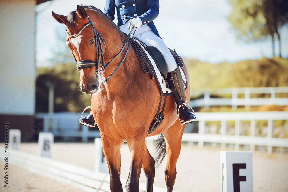 A strong, beautiful bay horse with a rider in the saddle participates ...