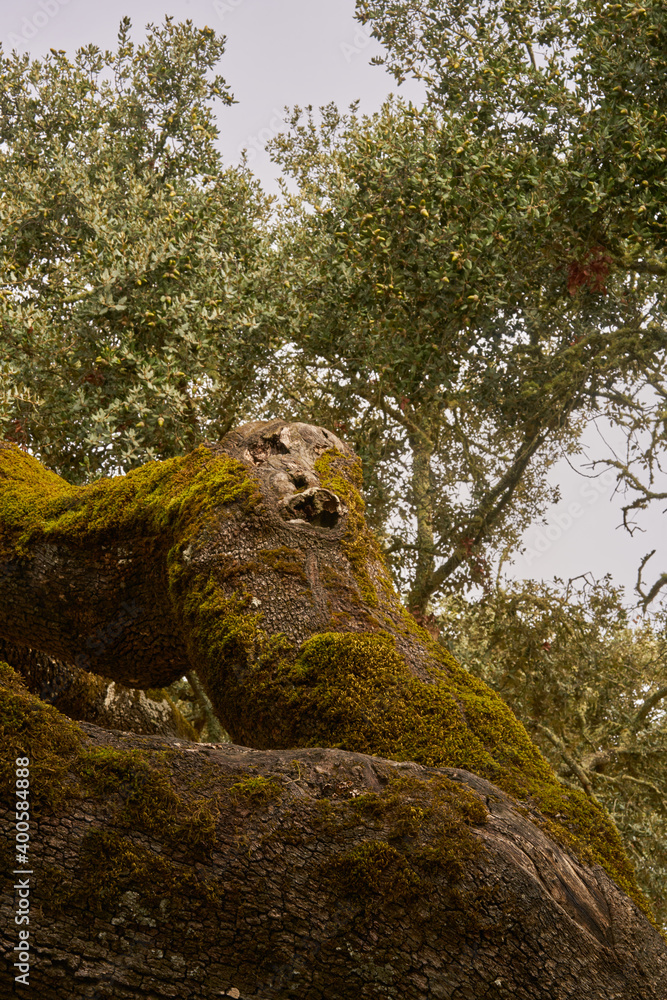 Cork trees in autumn fall in beautiful Alentejo nature landscape in ...