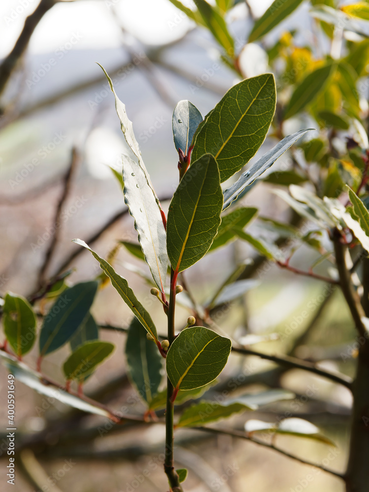 Echte Lorbeer oder Gewürzlorbeer Baume (Laurus nobilis) Stock Photo ...