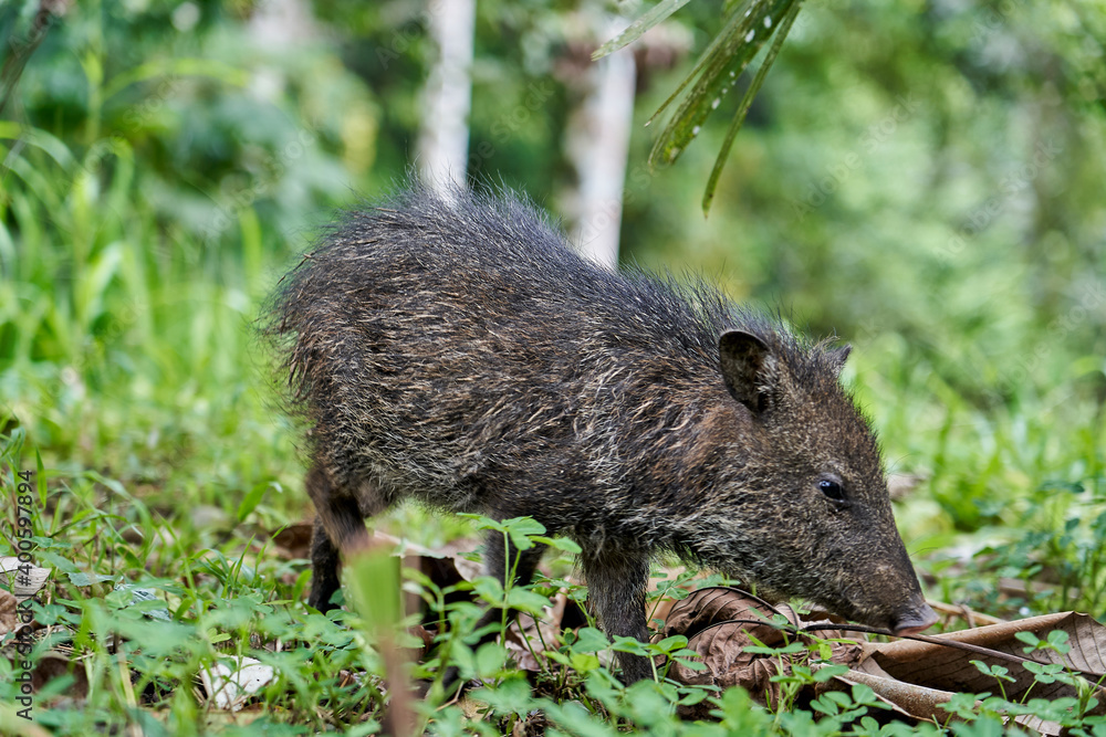 cute little young wild boar being nosy in the rain forest of nueva loja ...