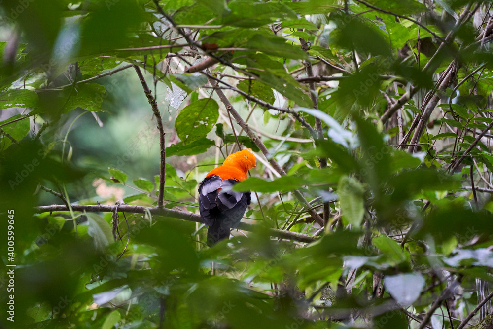Foto de Male Andean cock of the rock, Rupicola peruvianus, also tunki ...