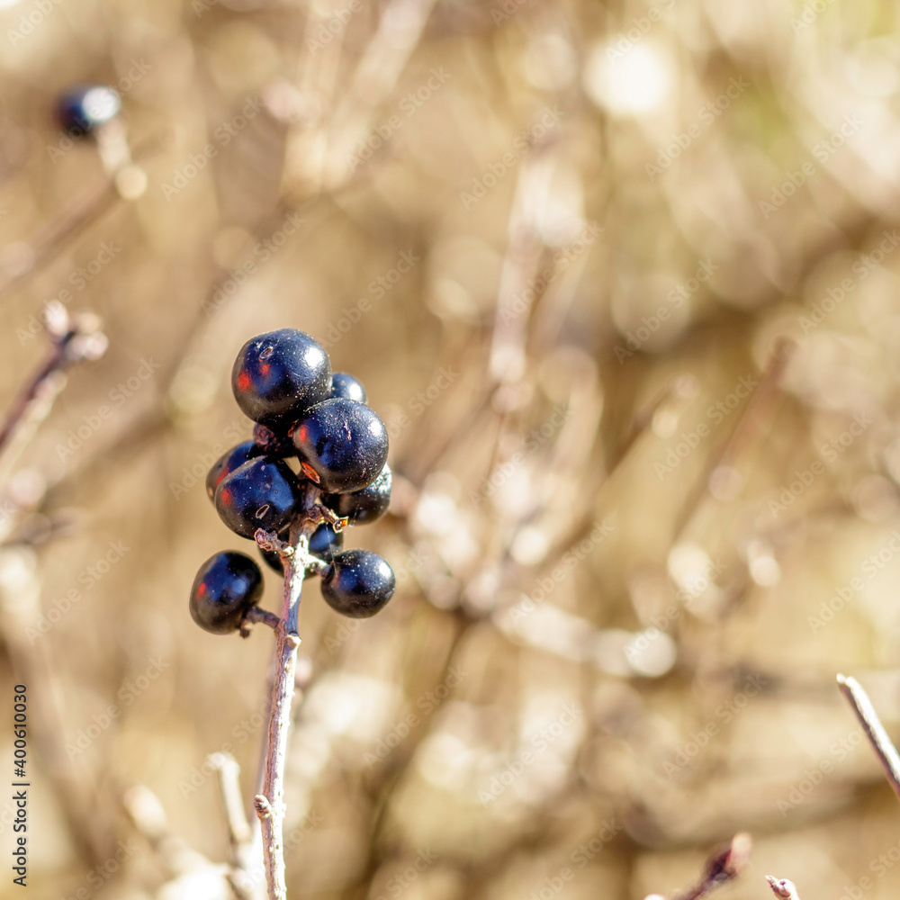 Small mountain berries along the road leading to the Gorg d'Abiss ...