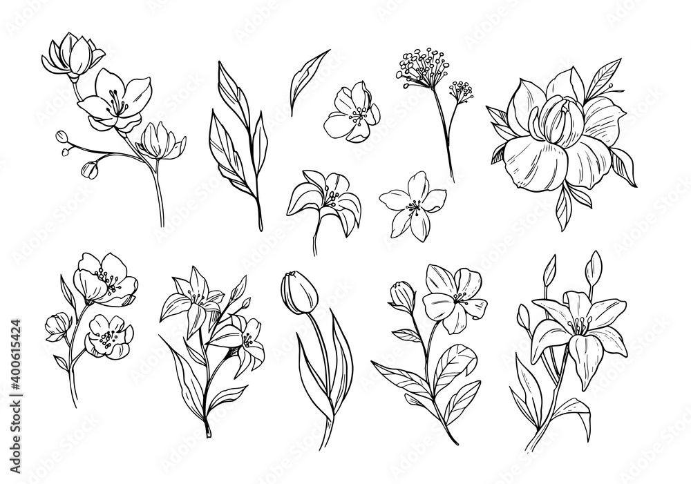 Flower outline. Set floral objects. Hand drawn illustration converted ...