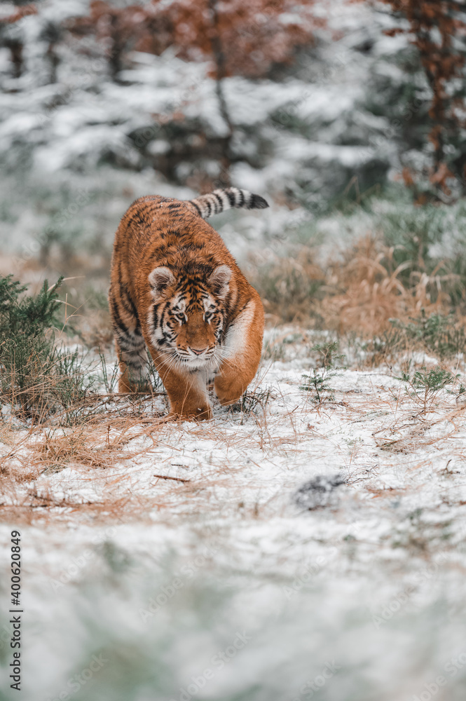 Siberian tiger (female, Panthera tigris altaica) walking, front view. A ...
