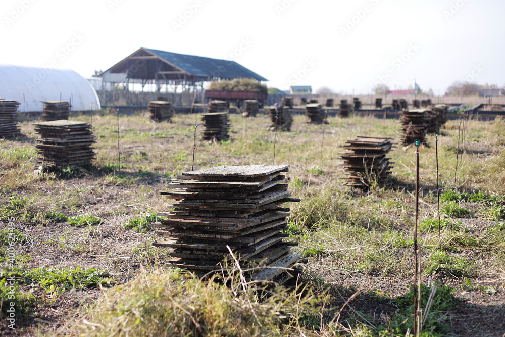 Organic farming, Agriculture, Edible snails on wooden boards ...