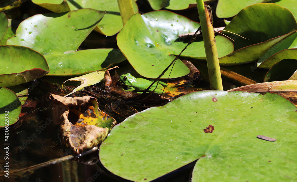 La rana verde de ojos dorados, su territorio donde viven son lagunas ...
