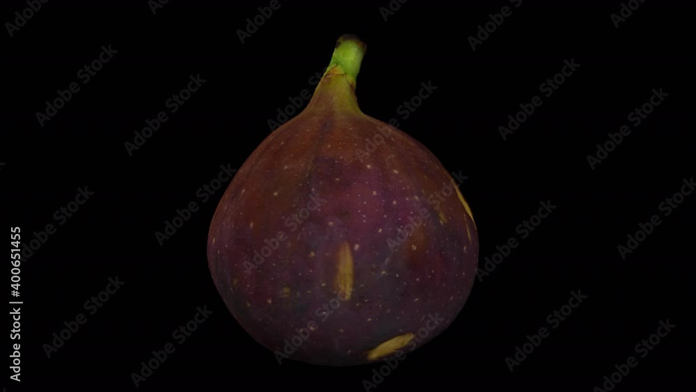 Realistic render of a rotating black missionary fig on transparent ...