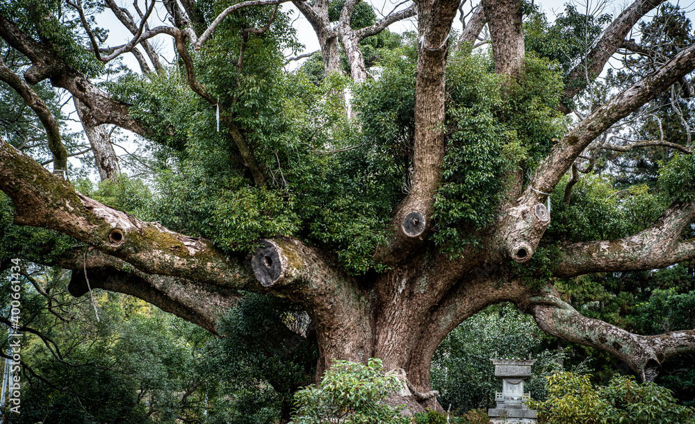 Large camphor tree in Kawatana Town, Shimonoseki City, Yamaguchi ...