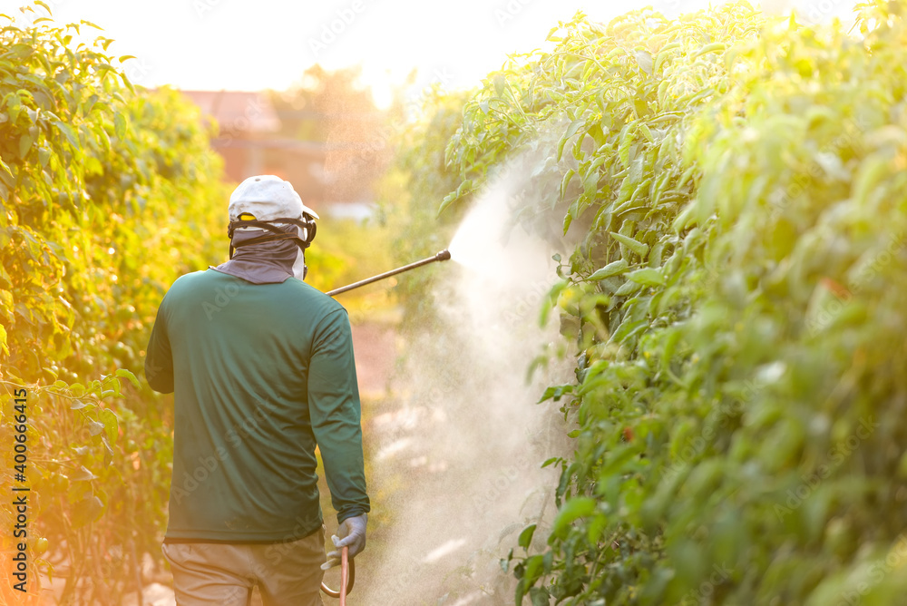 Asian farmer with gas mask spraying orchard in spring Farmers spray ...