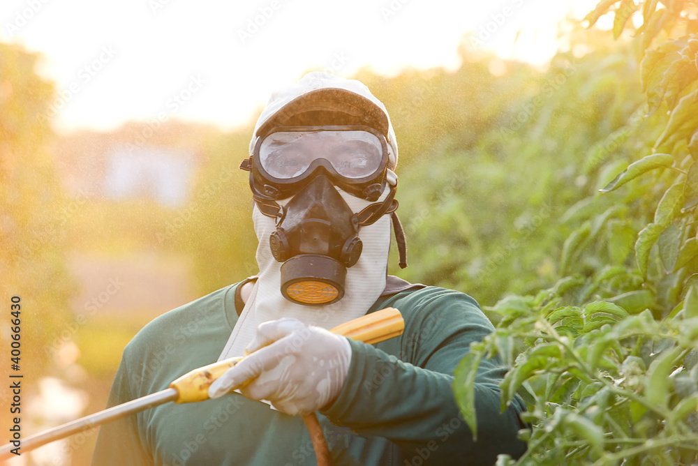 Asian farmer with gas mask spraying orchard in spring Farmers spray ...