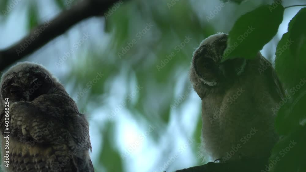 Close up of young long eared owl (Asio otus) group gazing and sitting ...