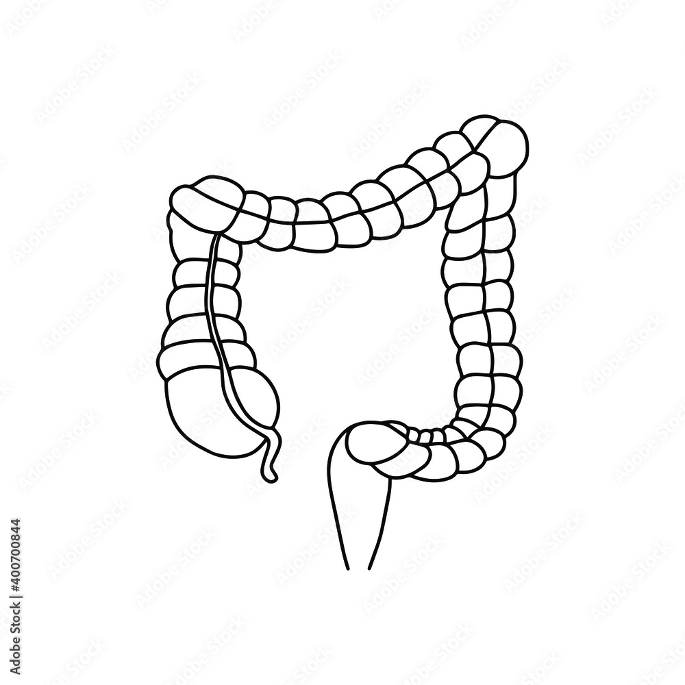 Human Colon illustration or Large intestine. Vector, medicine concept ...
