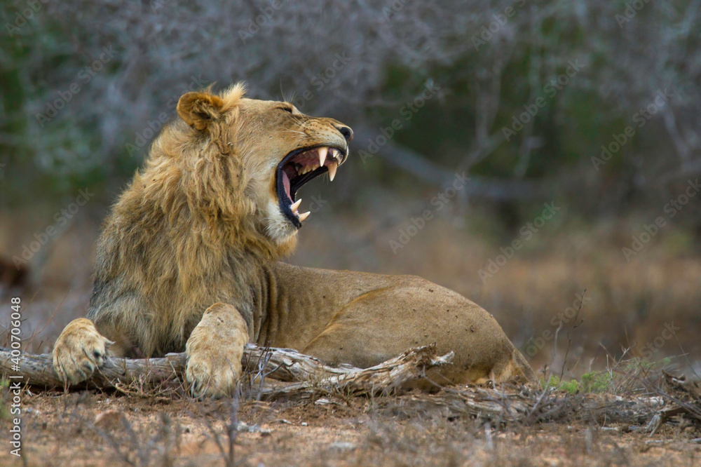 Foto de Afrikaanse Leeuw, African Lion, Panthera leo do Stock | Adobe Stock