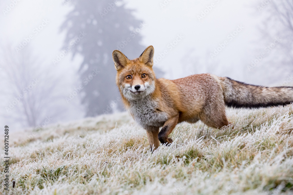 Cute red fox, Vulpes vulpes, in a winter landscape in a natural ...