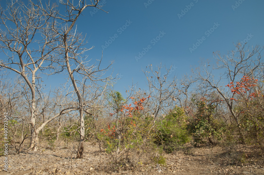 Dry deciduous forest of flame-of-the-forest Butea monosperma. Gir ...