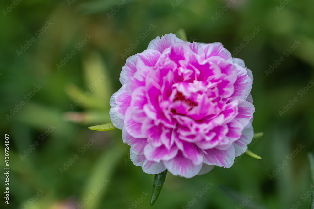 Selective focus close up beautiful pink Portulaca grandiflora plant in ...