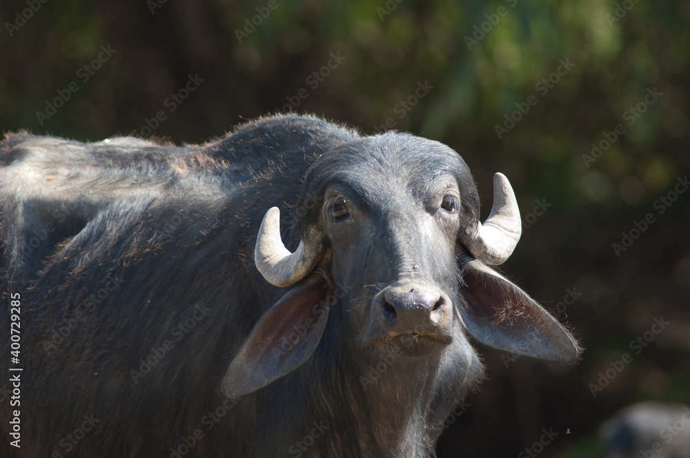 Foto de Water buffalo Bubalus bubalis in the Hiran river. Sasan. Gir ...