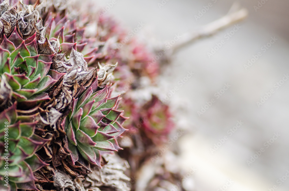 Sempervivum tectorum, the common houseleek, on the slabs of the roof of ...