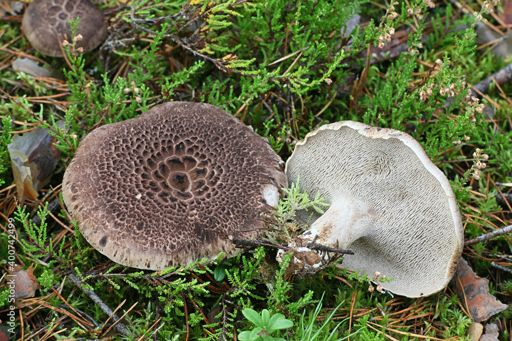 Sarcodon squamosus, also called Hydnum squamosum, commonly known as ...