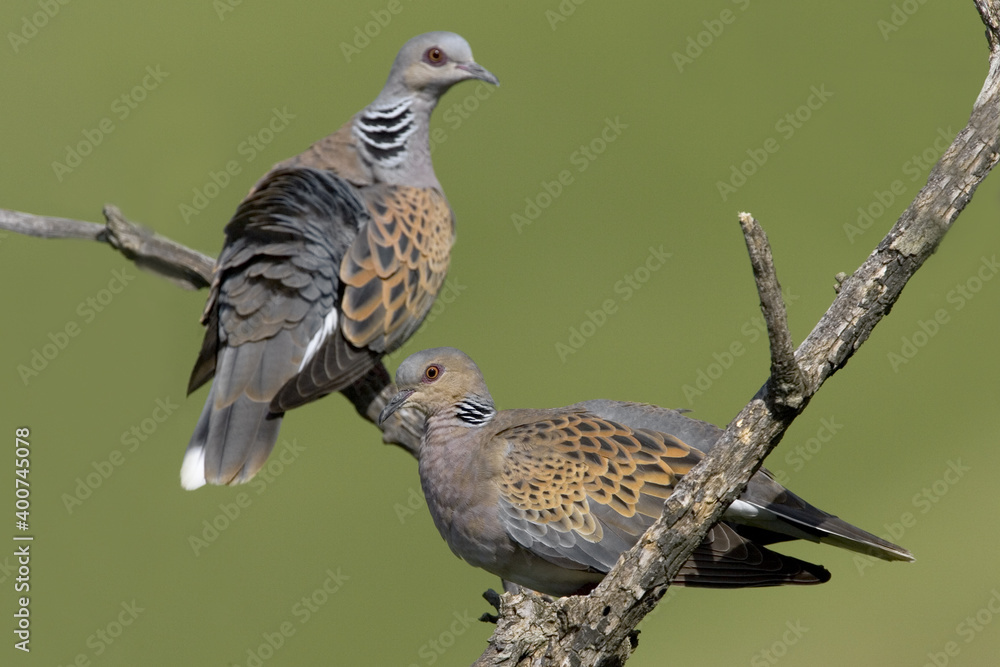 Turtle Dove; Zomertortel; Streptopelia turtur Stock Photo | Adobe Stock