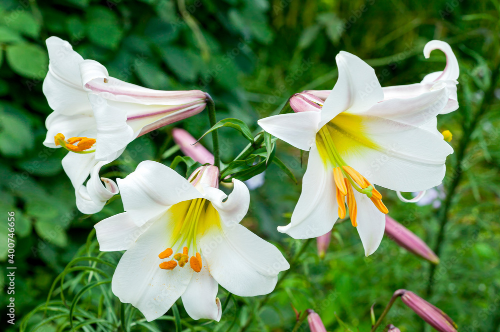 Lilium regale a white spring summer flower plant commonly known as king ...