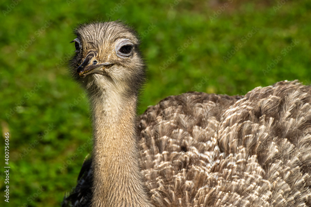 Darwin's rhea, Rhea pennata also known as the lesser rhea. Stock Photo ...