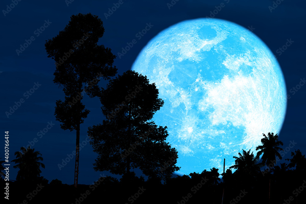 Super harvest blue moon and silhouette high trees in the night sky ...