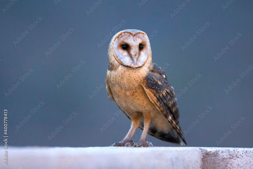 Kaapverdische Kerkuil; Cape Verde Barn Owl; Tyto alba detorta Stock Photo | Adobe Stock