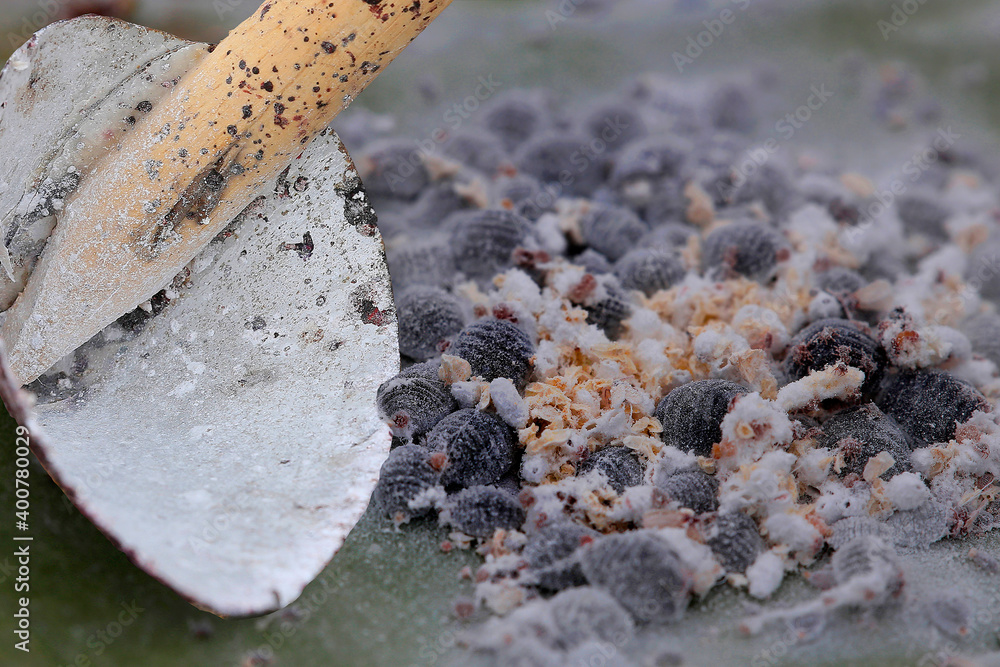 Cochenilleschildlaus, Cochenillelaus oder Cochenille (Dactylopius ...