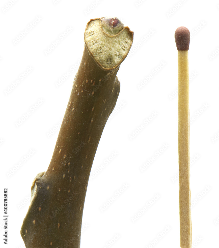 Ailanthus altissima, Tree of heaven, Götterbaum, Ailante glanduleux ...