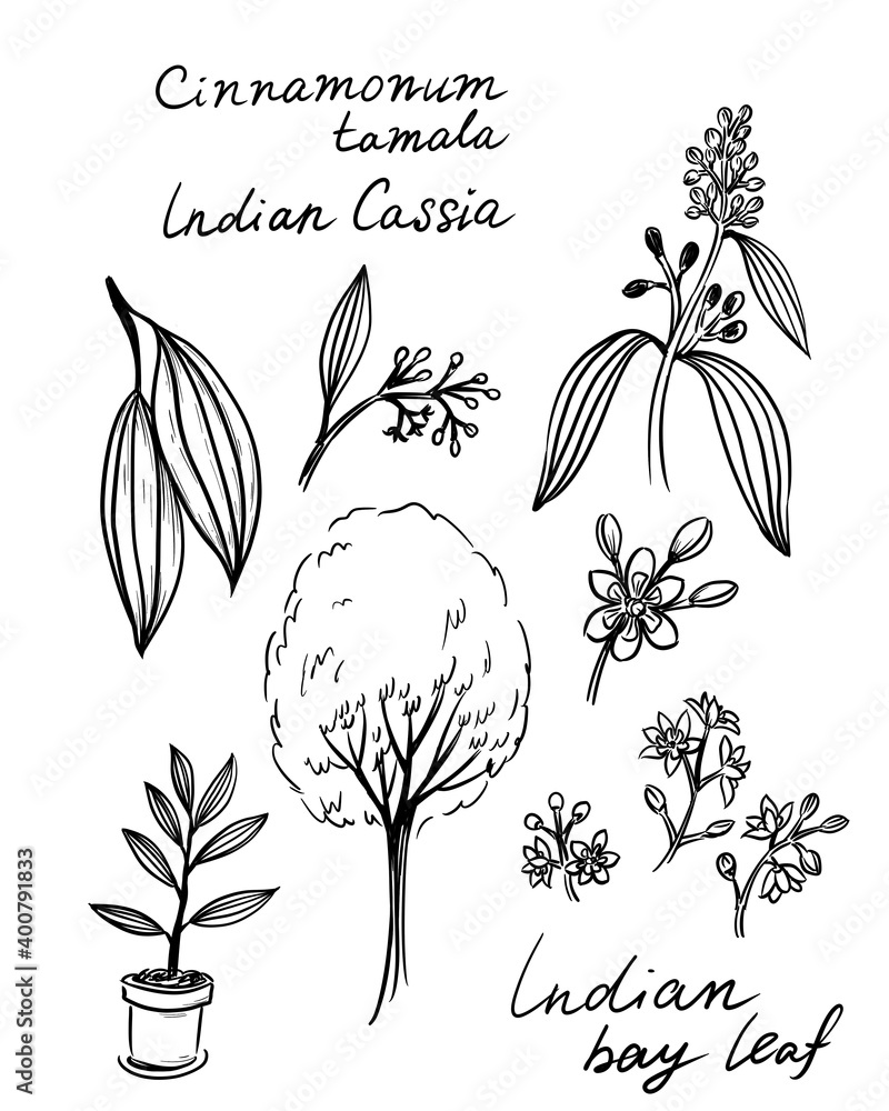 Cinnamomum tamala, Indian bay ( Malabar leaf, Indian bark, Indian ...