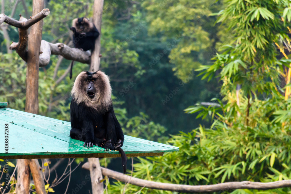 The lion-tailed macaque (Macaca silenus), or the wanderoo, is an Old ...