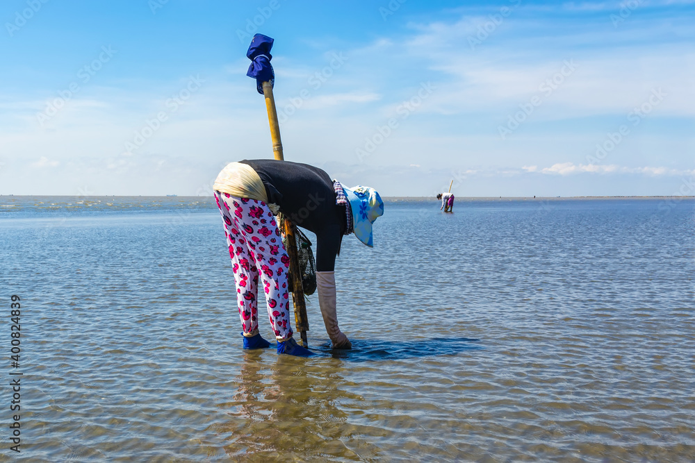 The woman is catching the clam in the clam farm on the beach Stock ...