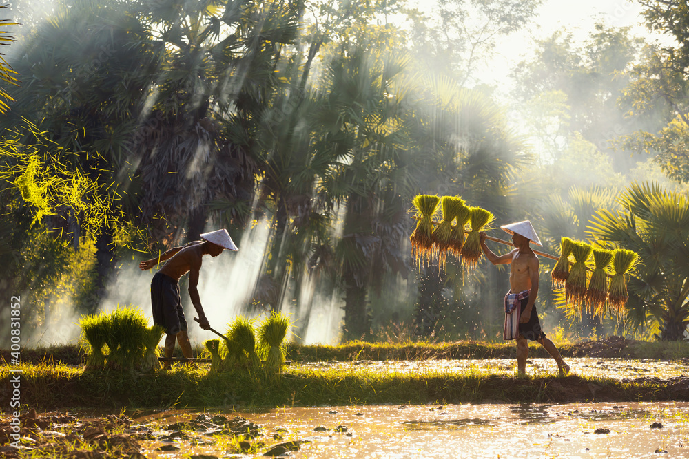 The farmer is cutting the top of the rice plant to make rice field ...