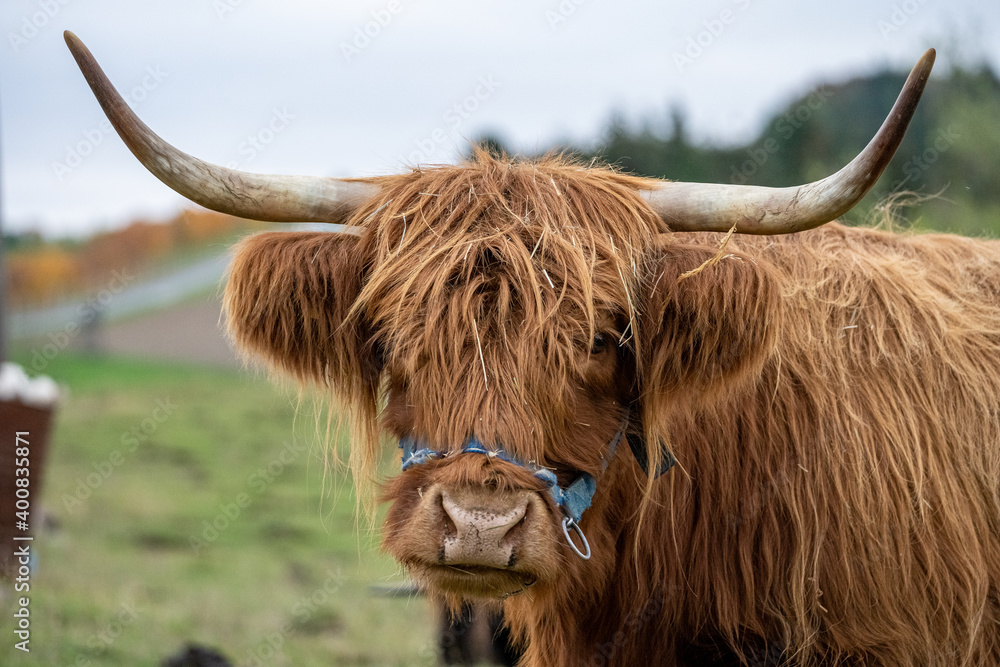 Long-haired brown longhorn highland cattle on meadow in hessen, germany ...