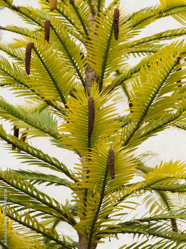 Wollemia nobilis, Pin de Wollemi ou arbre de Wollemi, conifère aux ...