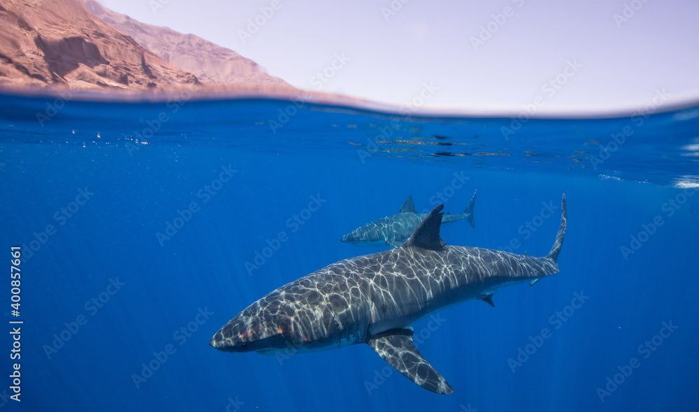 2 Great White Sharks swimming together just below water surface. Over ...