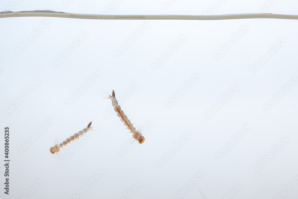 Mosquito larvae in the water - small animal that causes tropical ...
