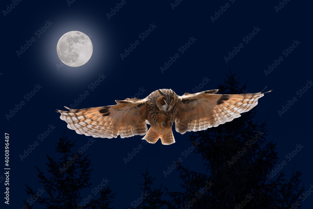 Owl in flight. Long-eared owl, Asio otus, landing with widely spread ...