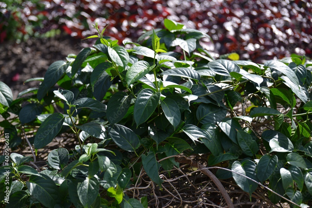 Chiang Da (gymnema indorum) is a Thai medicinal plant used to cure the ...